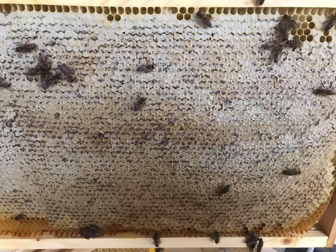 DADANT BLATT - Beekeeping Intihar